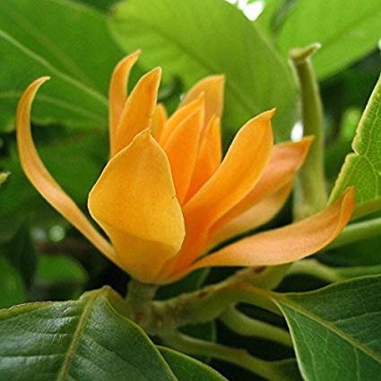 Champaca SC Absolute Buy Magnolia Champaca Absolute Shiva Exports India