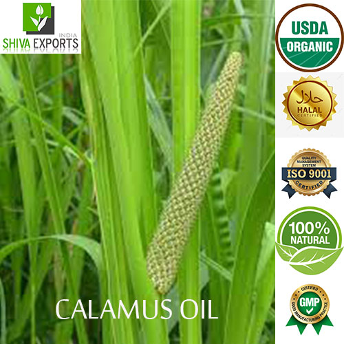 Calamus Oil (Natural Identical) - Shiva Exports India
