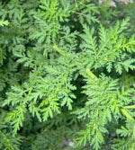 Davana Essential Oil - Buy Davana (Artemisia Pallens) Oil – Shiva ...
