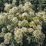 Reseda Absolute - Buy for Maintaining Body-weight, Inflammation ...