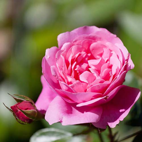 Rose Centifolia Absolute - Buy Rose Absolute (Morocco) – Shiva Exports ...